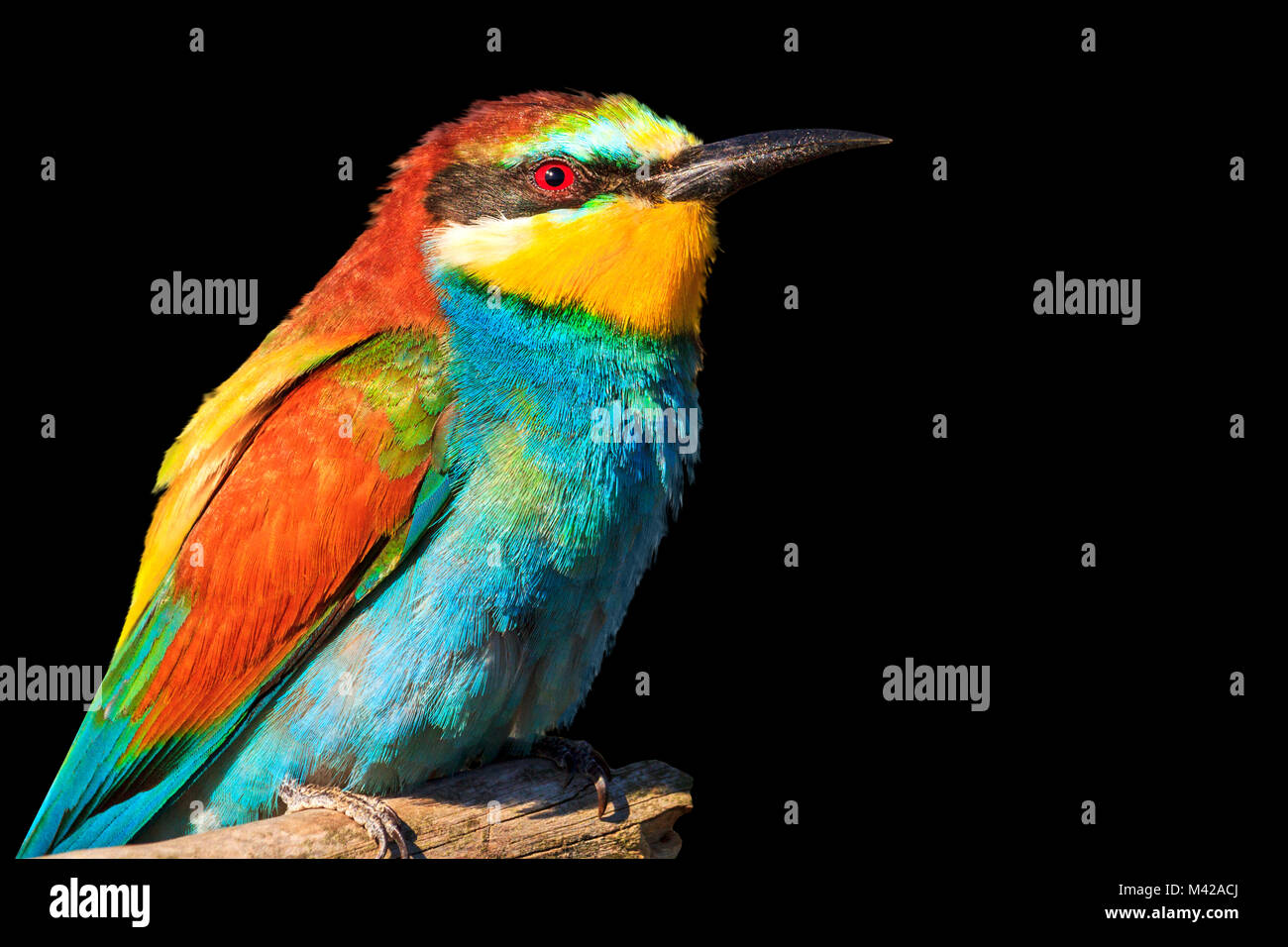 bright natural colors in birds on feathers, bright colors, printing and ...
