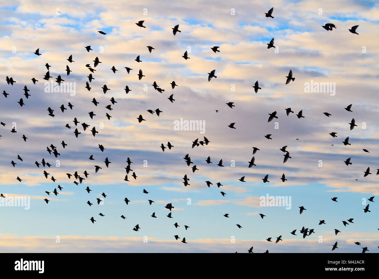 Return to the wild hi-res stock photography and images - Alamy