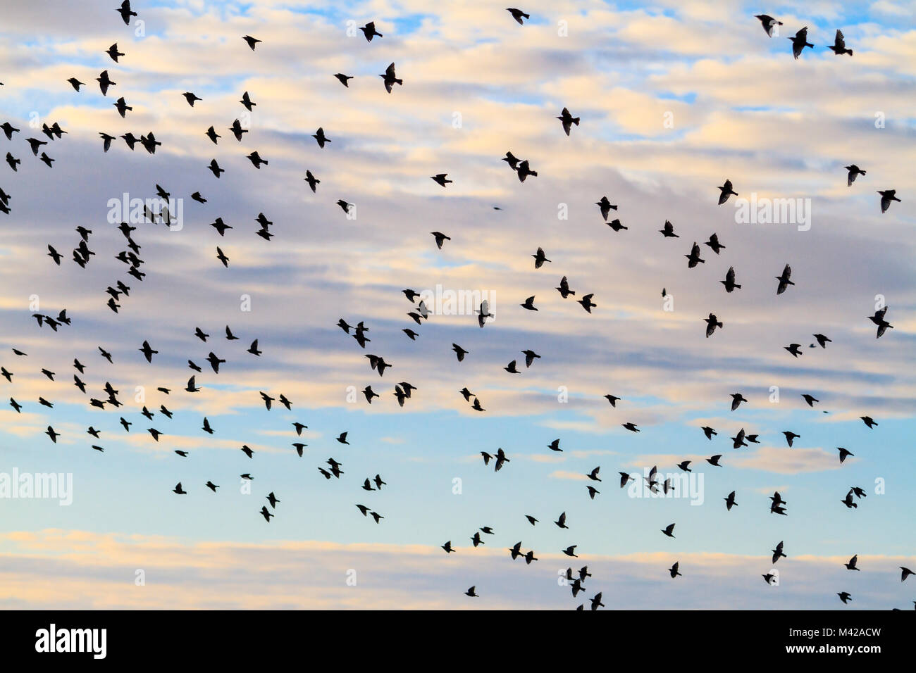 Spring migration of birds hi-res stock photography and images - Alamy