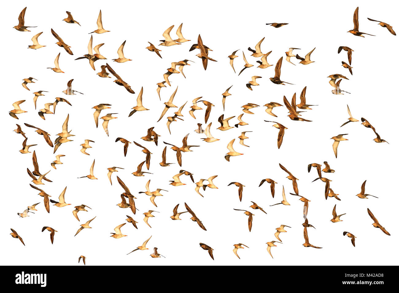 flock of migrating waders isolated on white background, birds, wild ...
