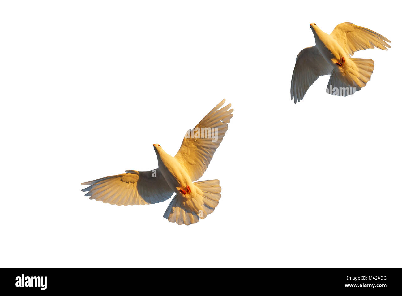 White dove flying over water hi-res stock photography and images - Alamy