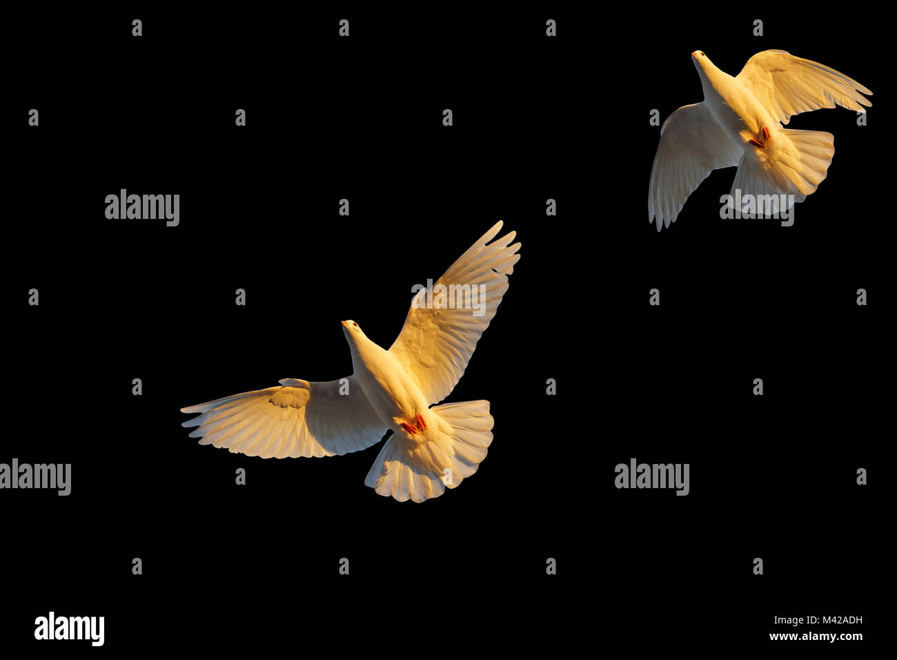 White dove flying over water hi-res stock photography and images - Alamy