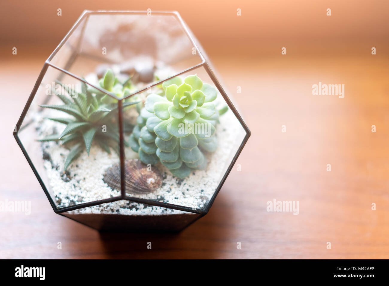 Indoor containers plant pot garden hi-res stock photography and images ...