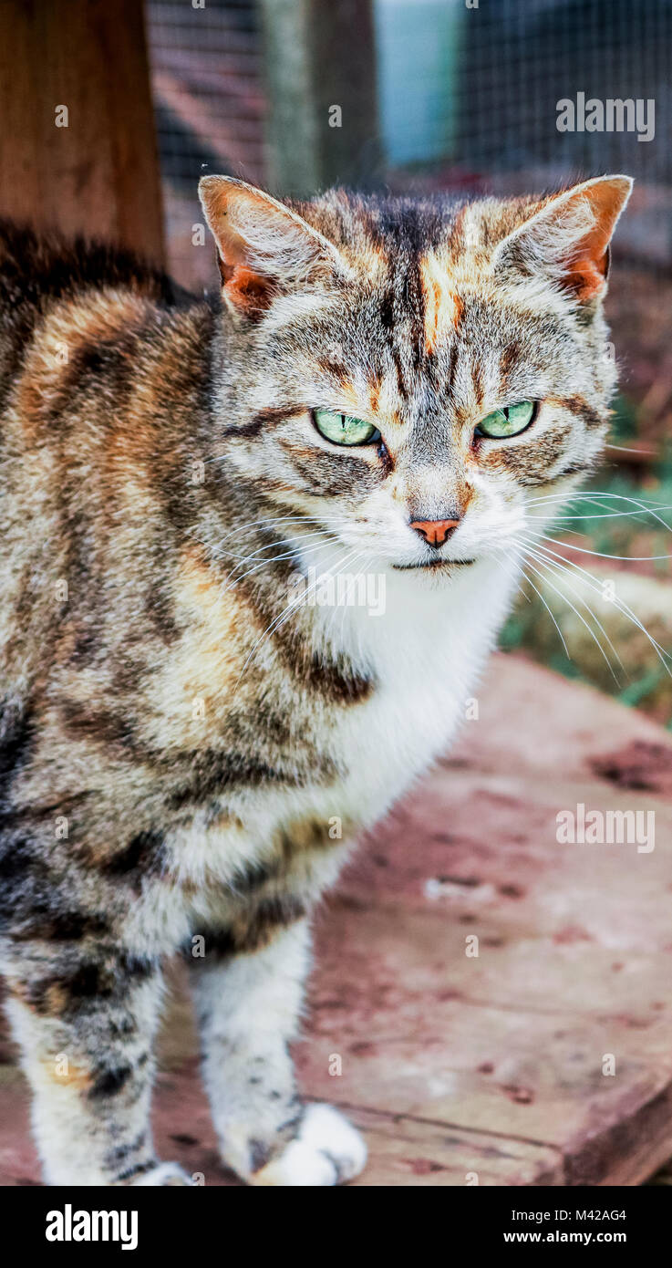 Tortoiseshell Kitten With Green Eyes
