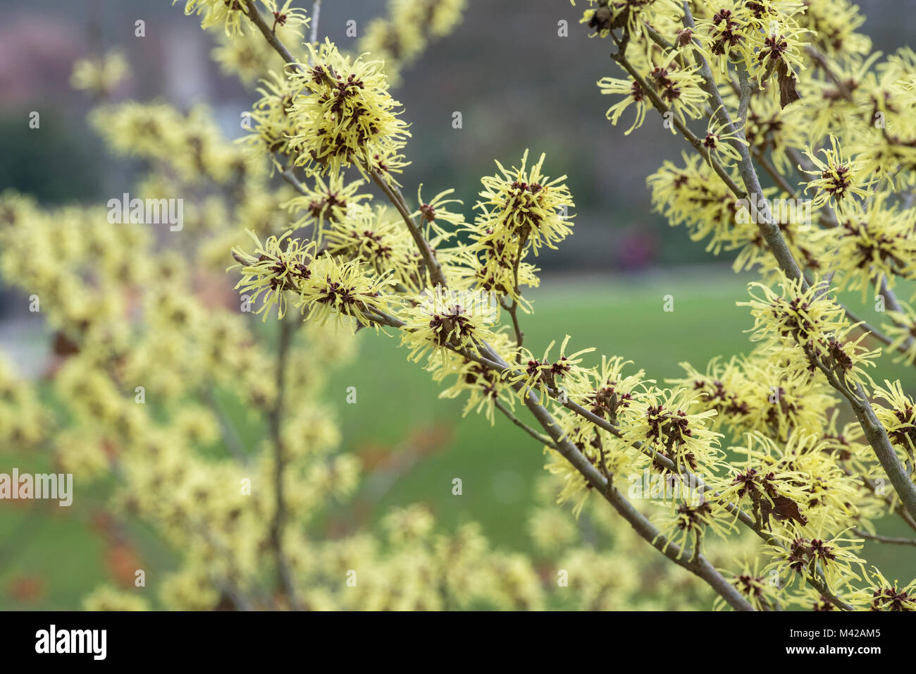 Hamamelis x Intermedia 'Sunburst'. Witch hazel 'Sunburst' flowering in ...