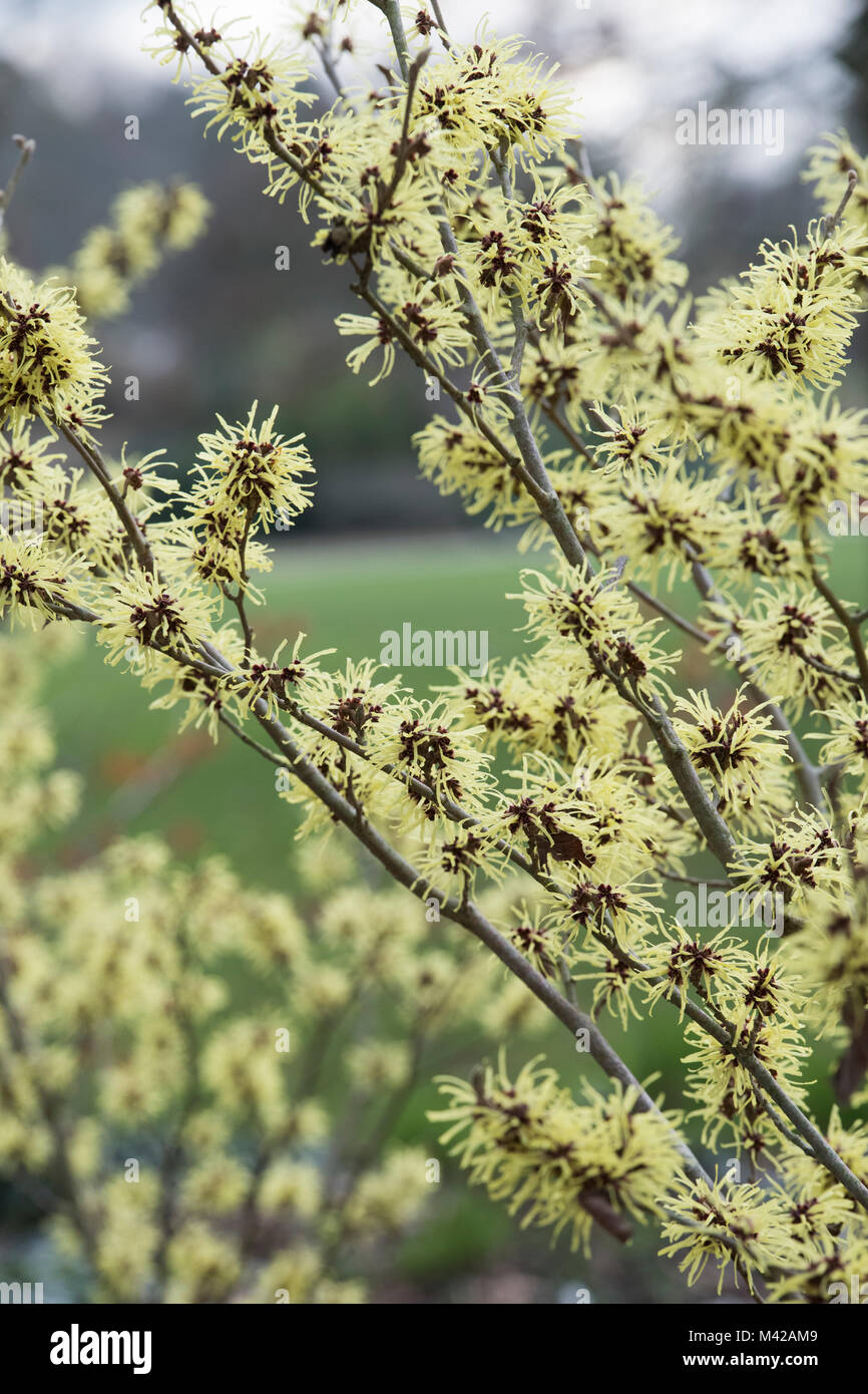 Hamamelis x Intermedia 'Sunburst'. Witch hazel 'Sunburst' flowering in ...