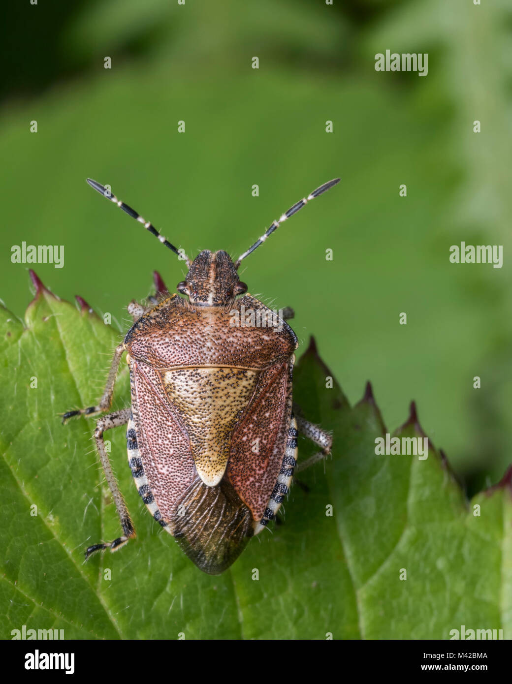 Hairy shieldbugs hi-res stock photography and images - Alamy