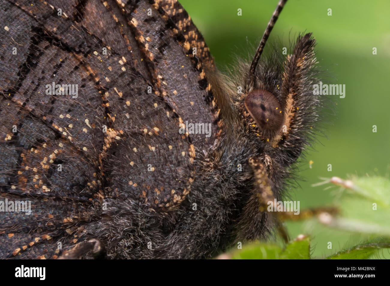 Close up tortoiseshell butterfly hi-res stock photography and images ...