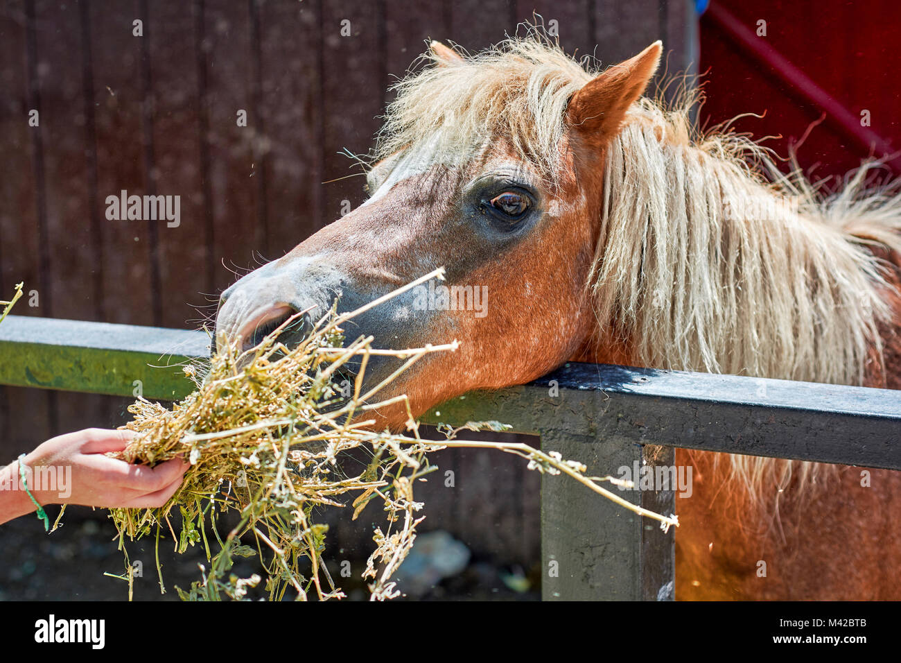 Animal corral hi-res stock photography and images - Alamy