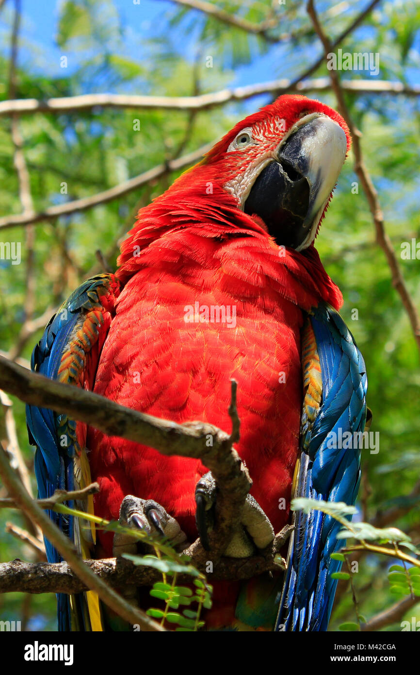 Brazil national tree hi-res stock photography and images - Alamy