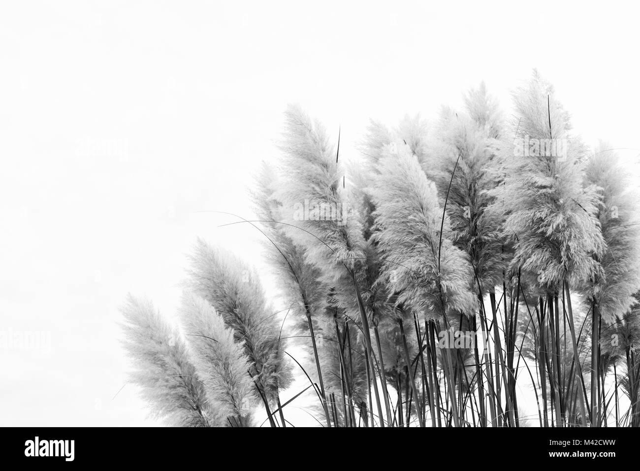 Simple fronds Black and White Stock Photos & Images - Alamy