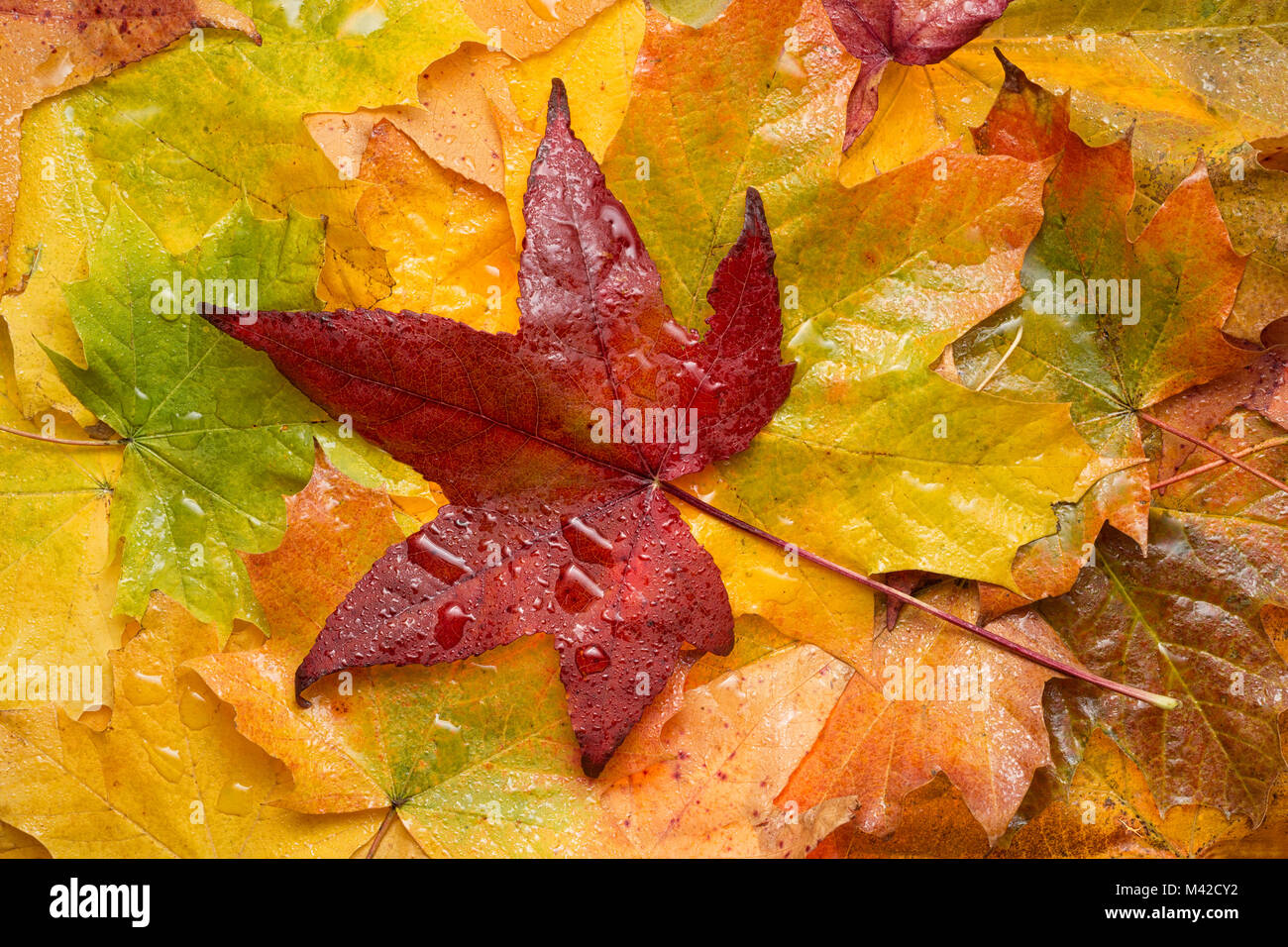 Amber leaf hi-res stock photography and images - Alamy