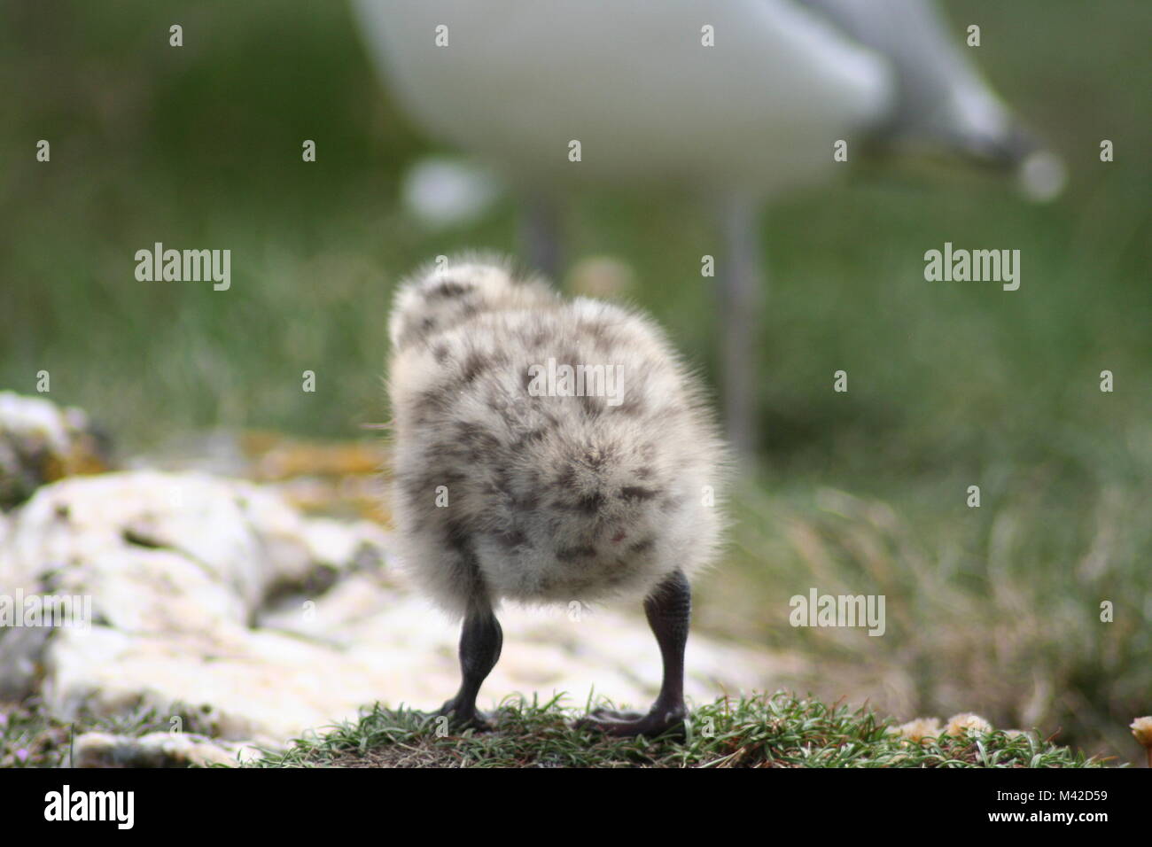 Cute seagull chick walking around Stock Photo - Alamy