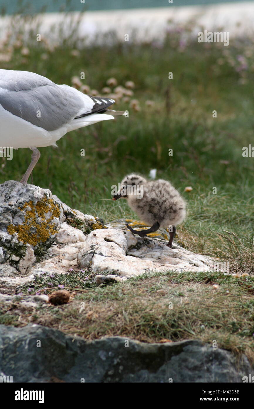 Cute seagull chick walking around Stock Photo - Alamy