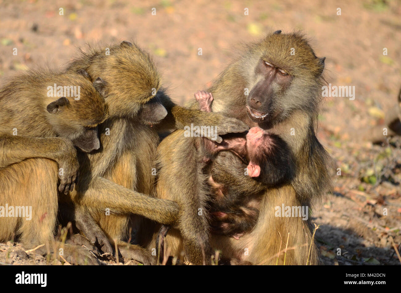 Primates family hi-res stock photography and images - Alamy