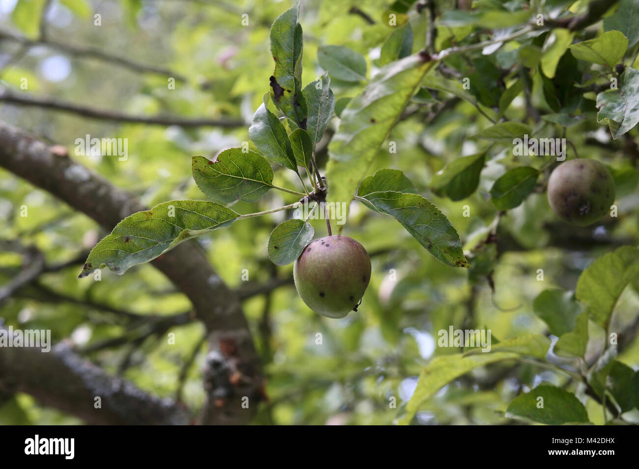 Apples and cider in normandy hi-res stock photography and images - Alamy