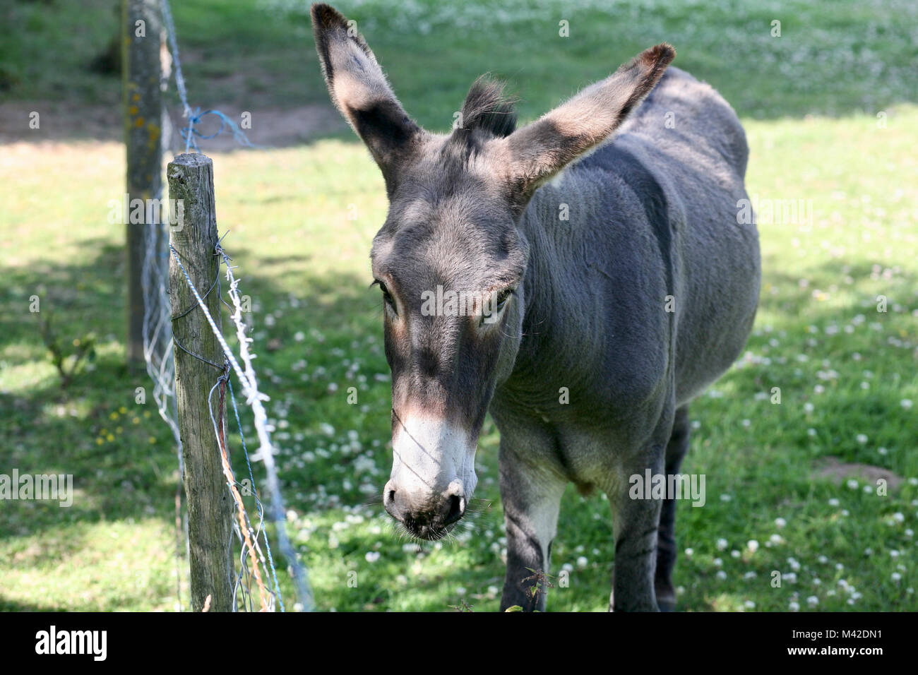 Cross on its back hi-res stock photography and images - Alamy