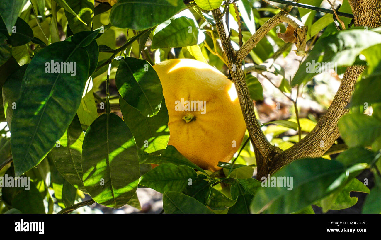 Grapefruit tree closeup 2 Stock Photo - Alamy