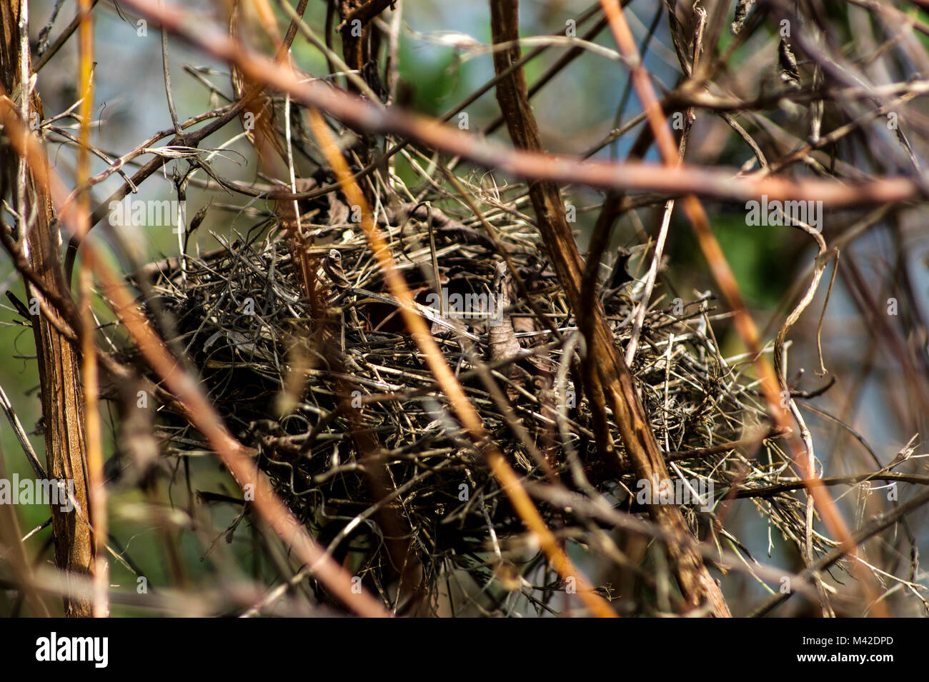 A hidden nest Stock Photo - Alamy