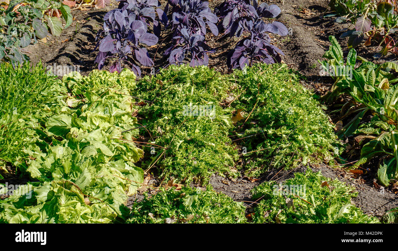 Curly endive hi-res stock photography and images - Alamy
