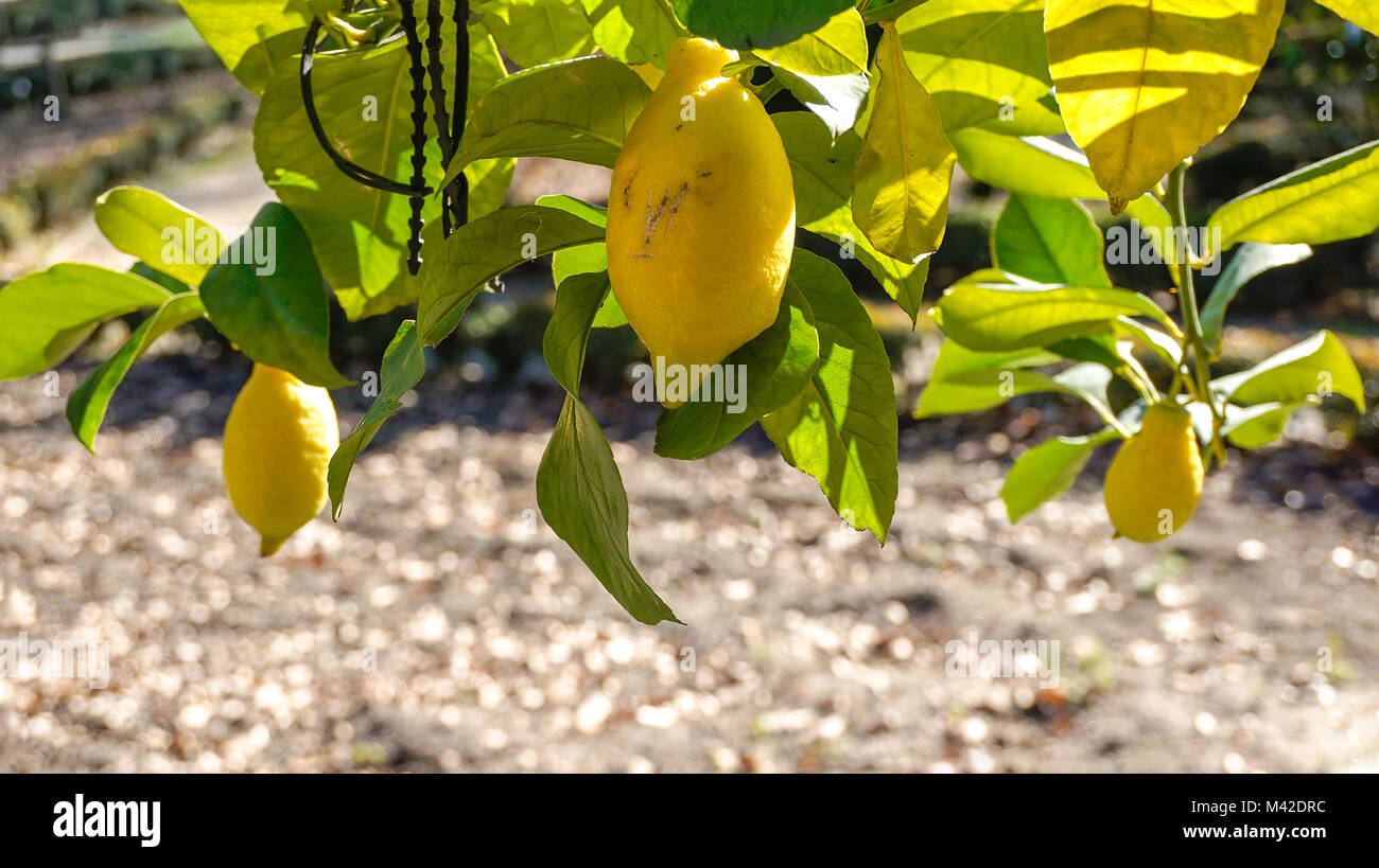 Lemon tree branches closeup 3 Stock Photo - Alamy
