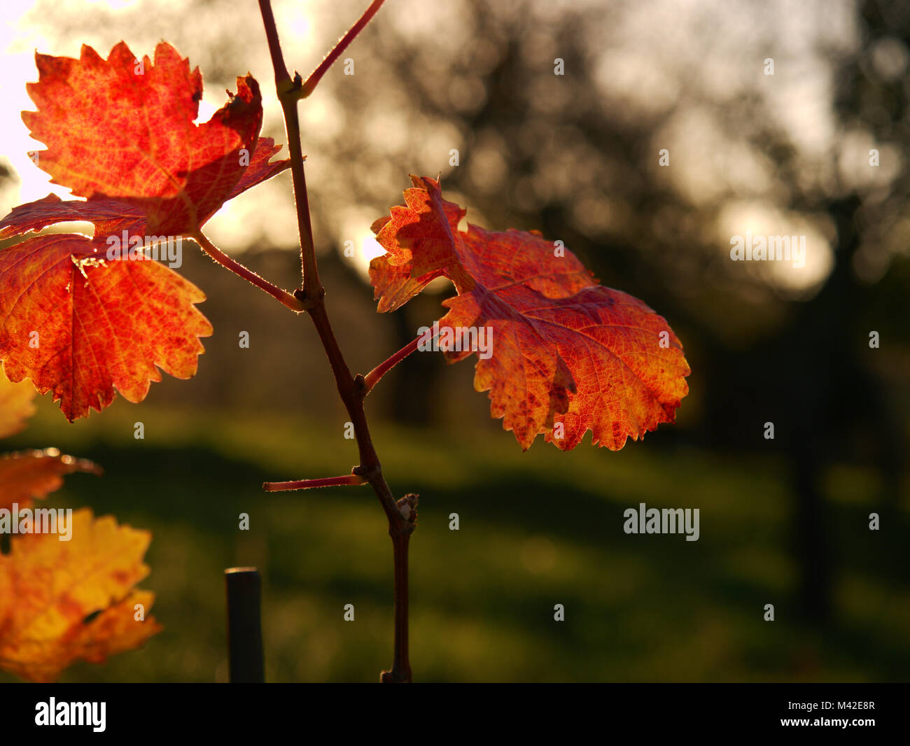 Cluse up view at carst vineyard in autumn colors at sunset. Dark red ...