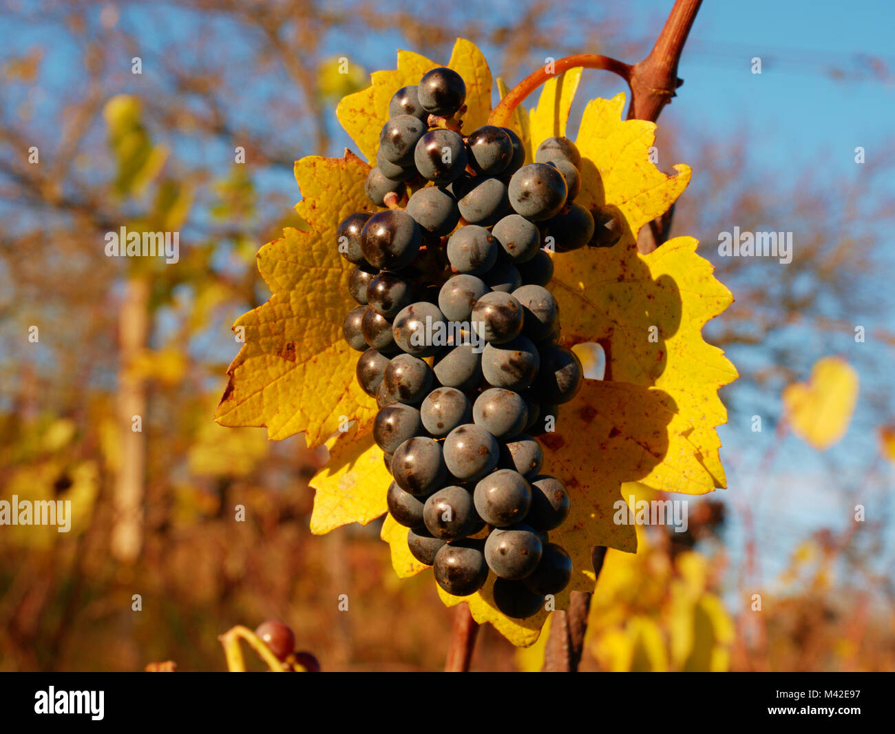 Close-up of purple common grape vine. Detailed view of a frozen grape ...