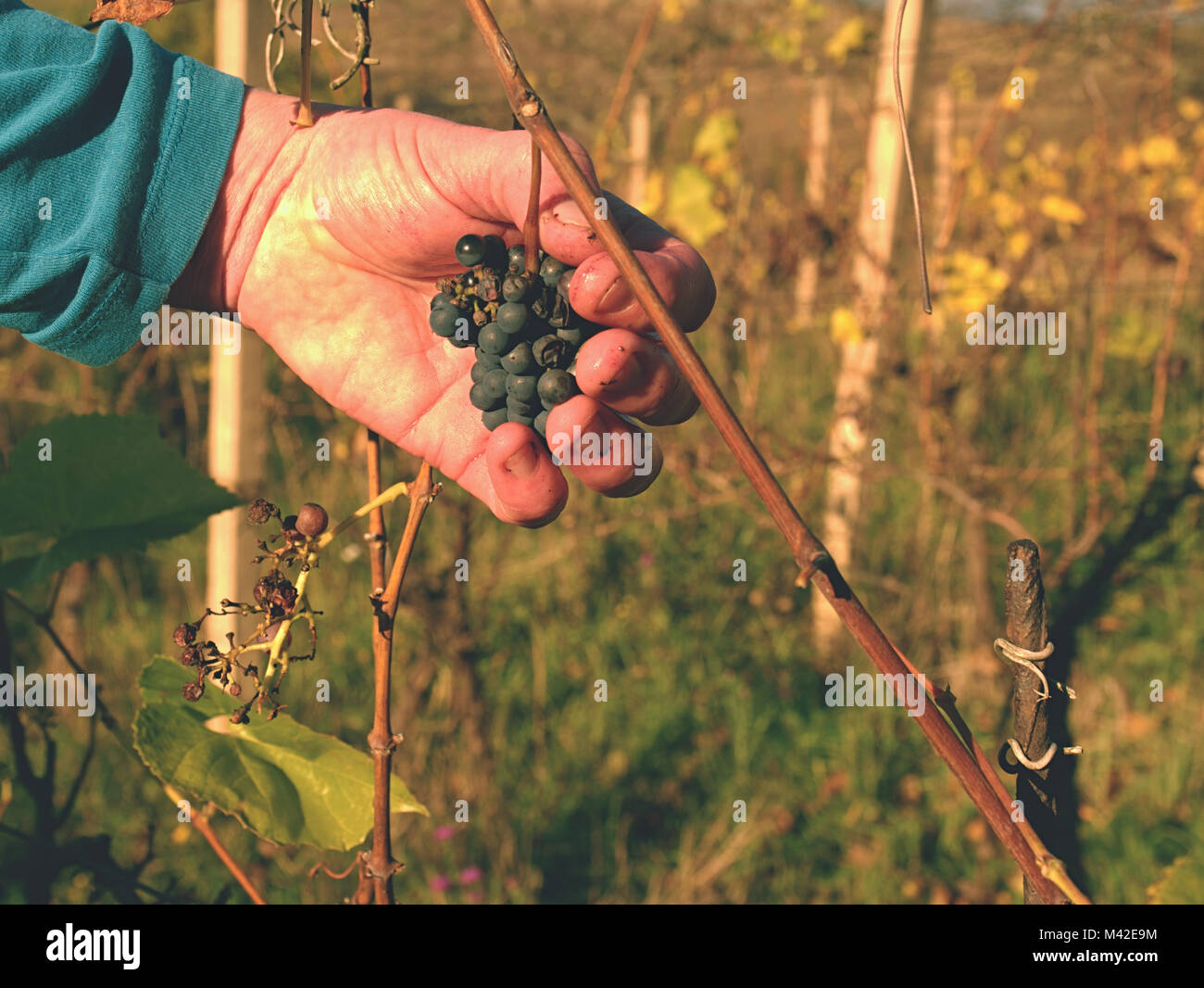 Farmer check quality of frozen grape vines in vineyard in autumn. The ...
