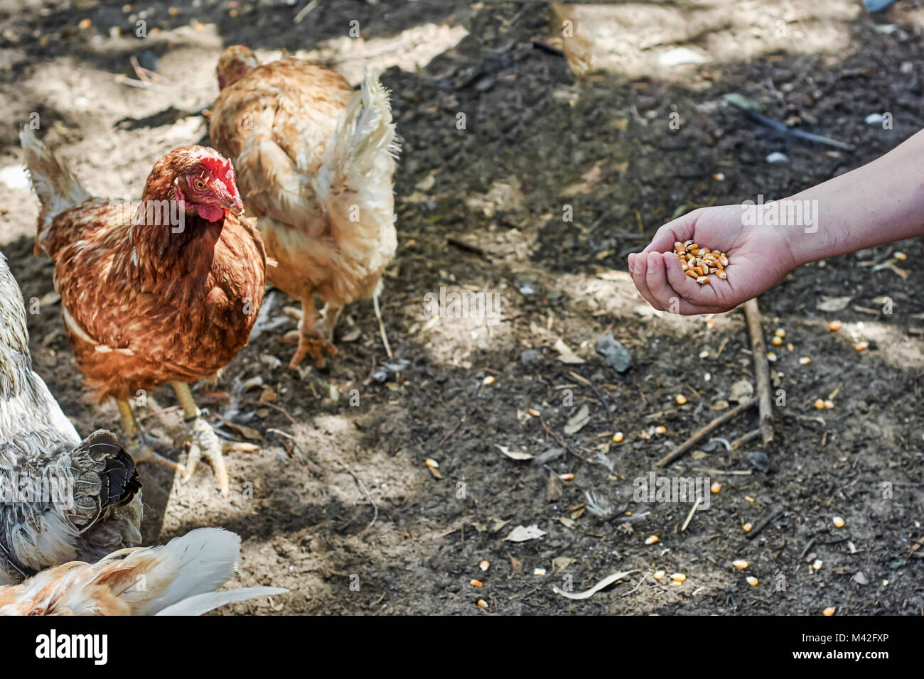 A person offering food to a hen that stands looking at his hand in the ...