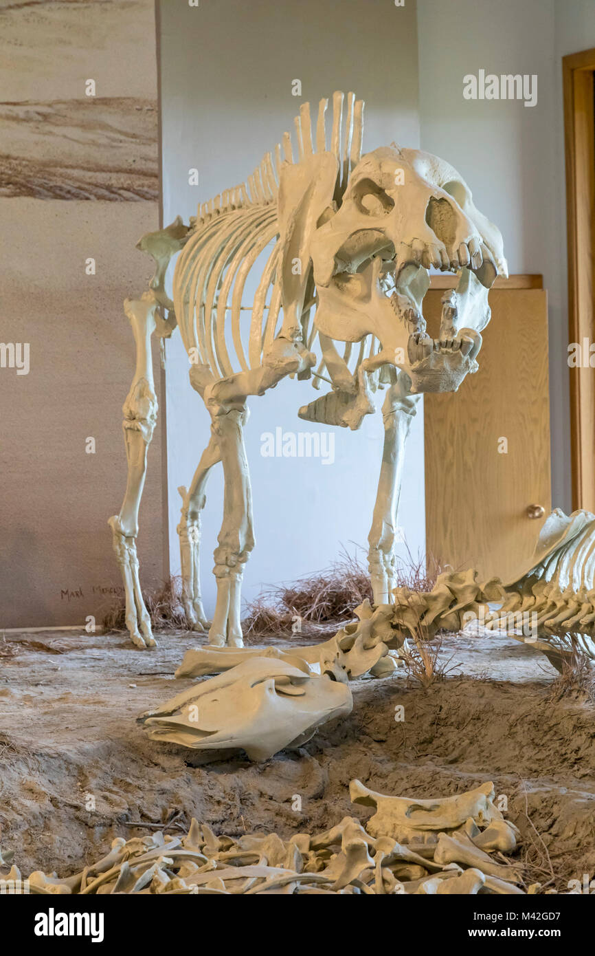 Entelodont Stock Photos & Entelodont Stock Images - Alamy