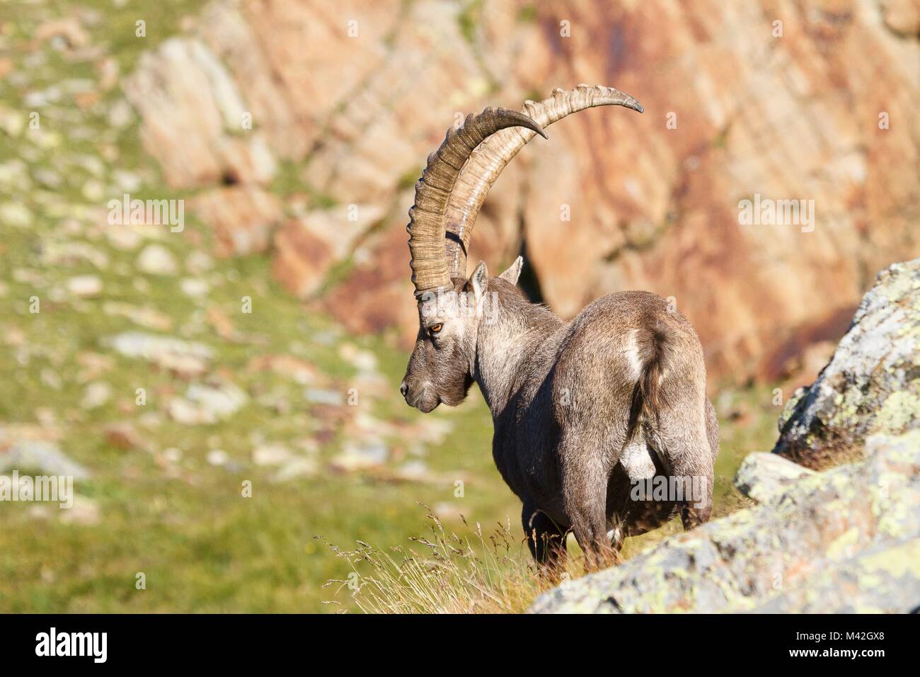 Lombardy, Italy. Ibex Stock Photo - Alamy