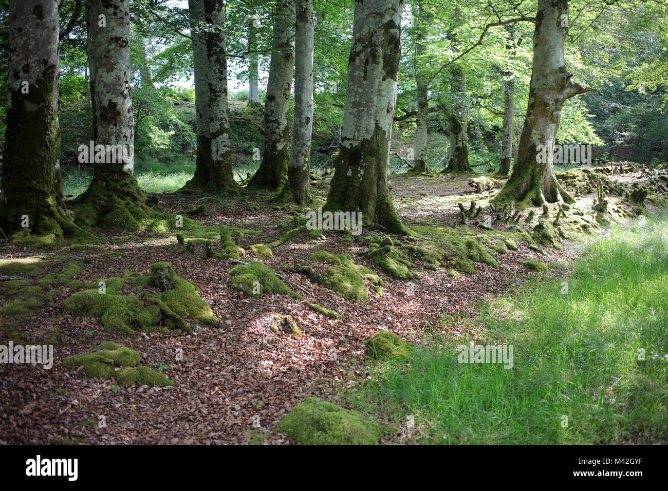 Applecross Trust Estate High Resolution Stock Photography and Images ...