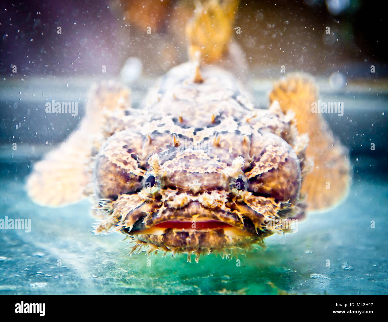 Scorpion Fish in Ho Chi Minh (Saigon), Vietnam Stock Photo - Alamy