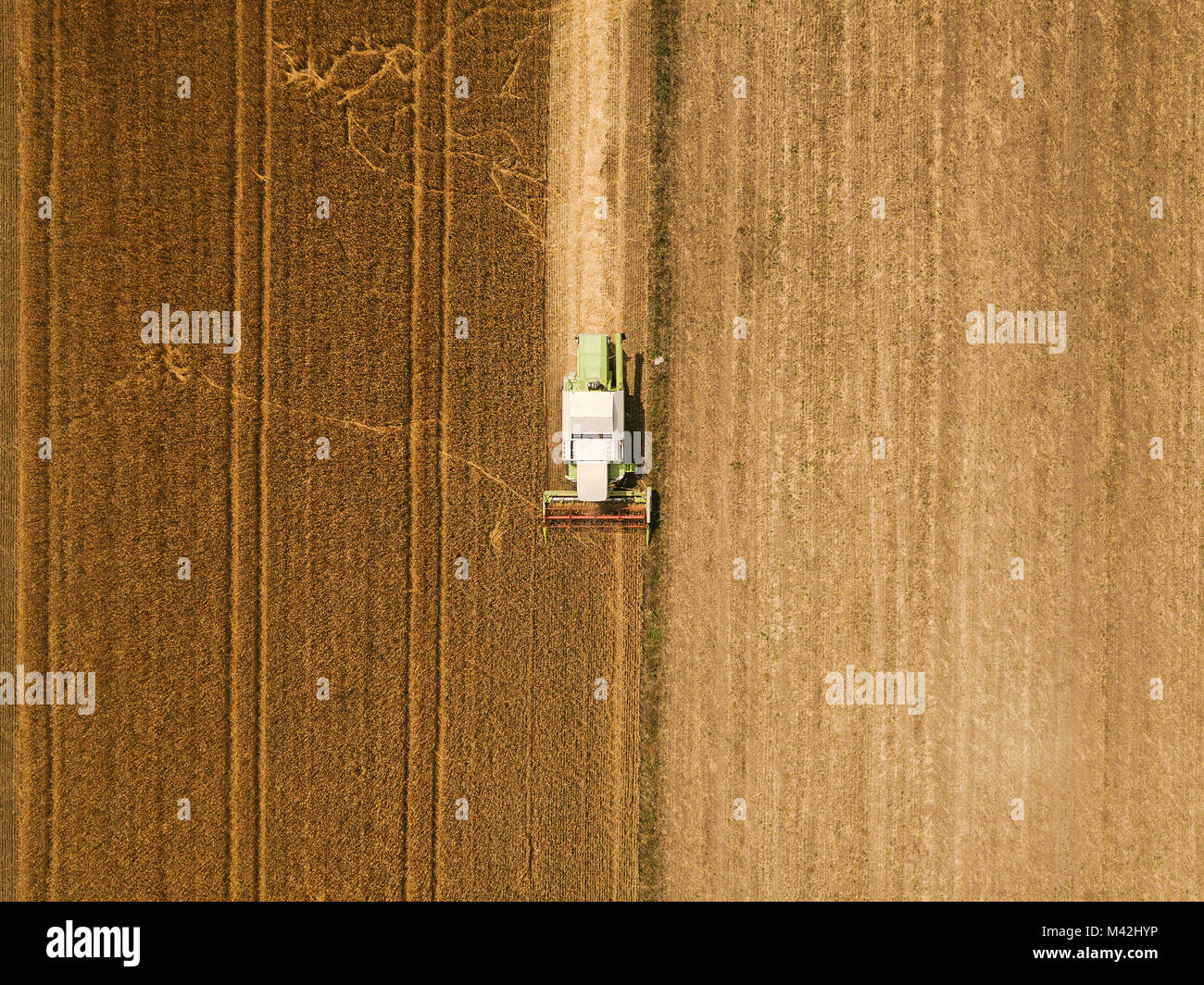 Aerial view of combine harvester agricultural machinery harvesting ...