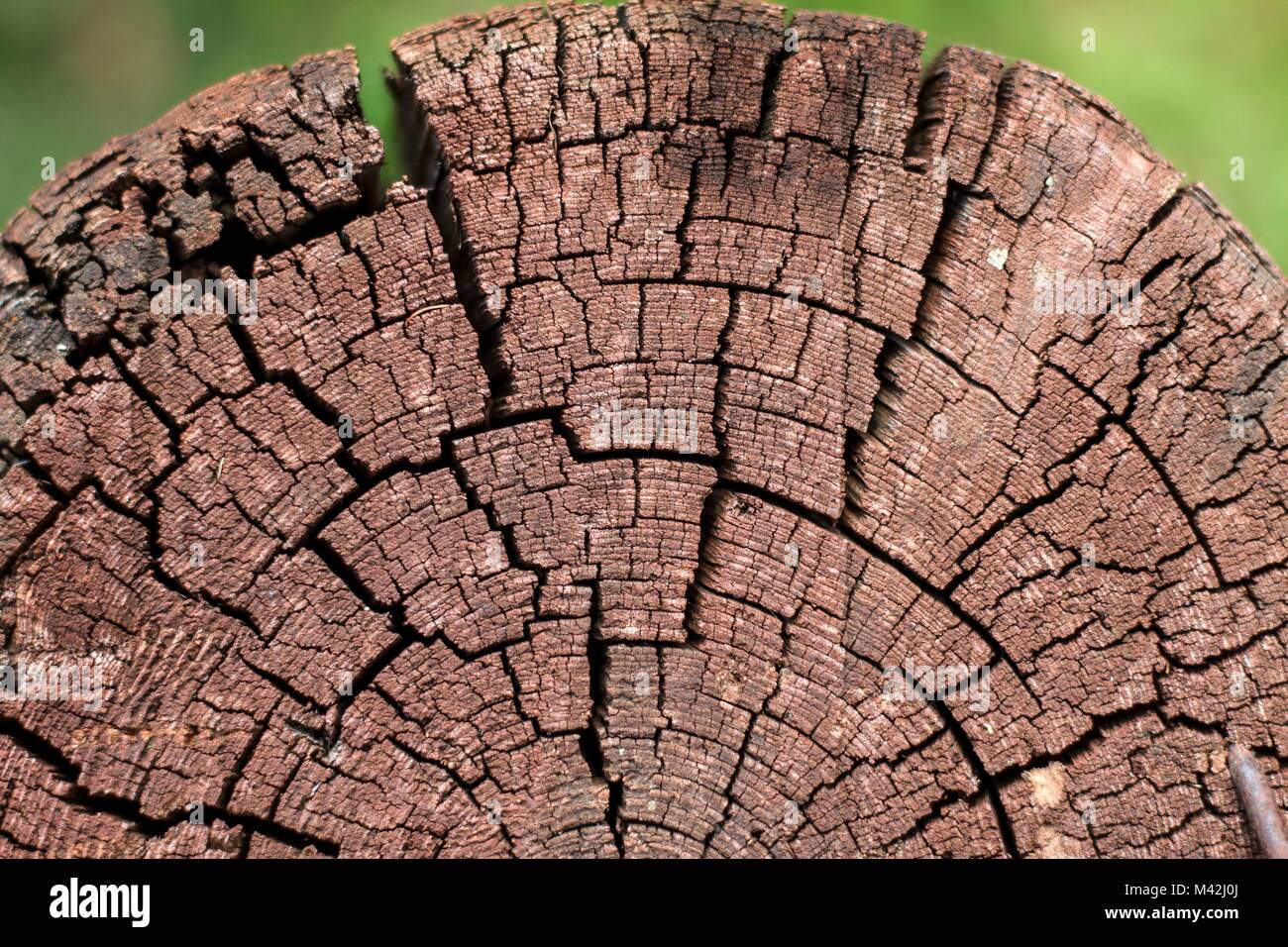 Section of an old trunk with a thin outer cortex and a dry medulla with ...
