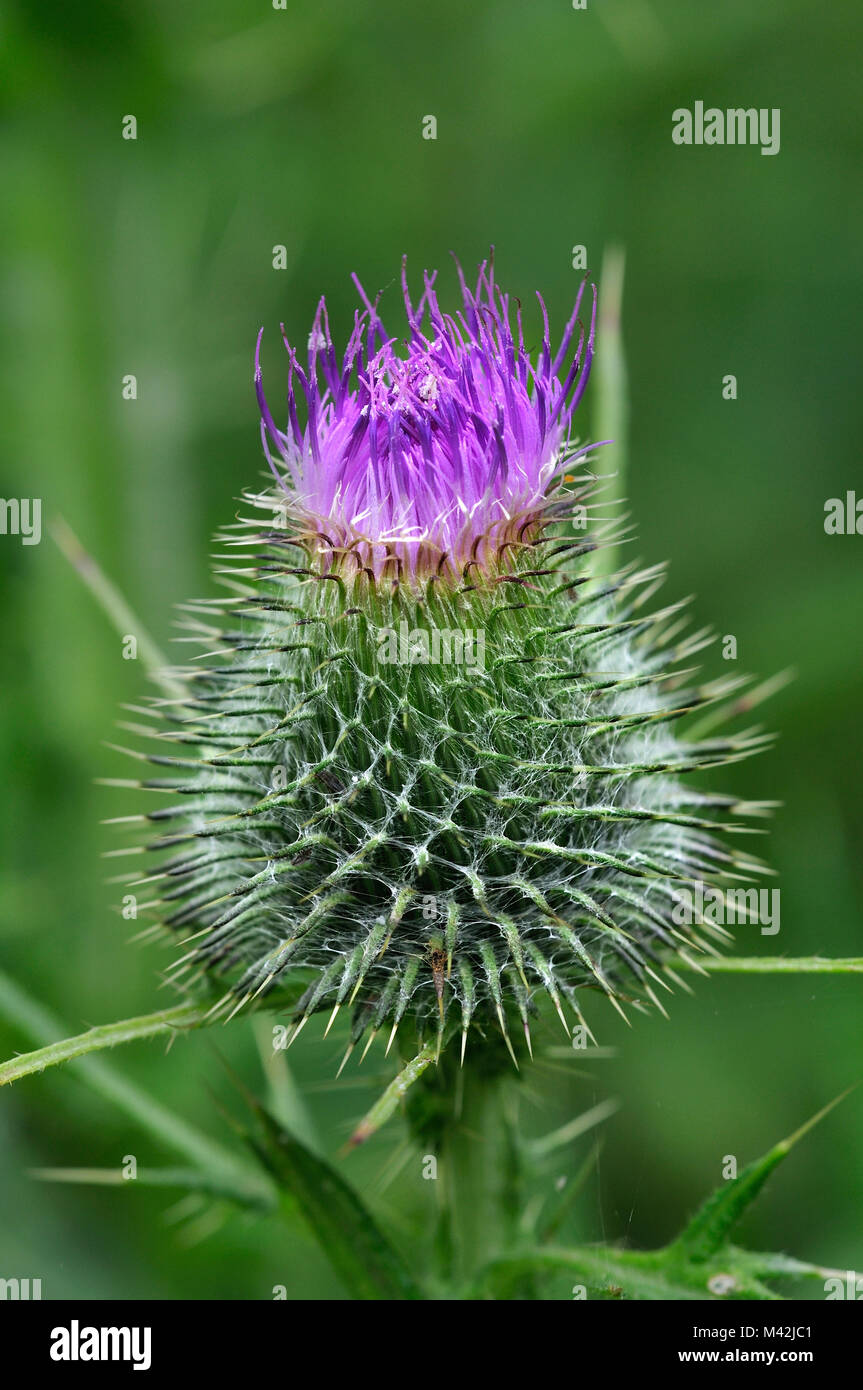 Flowerhead of spear thistle breaking into bloom. Dorset, UK July Stock ...