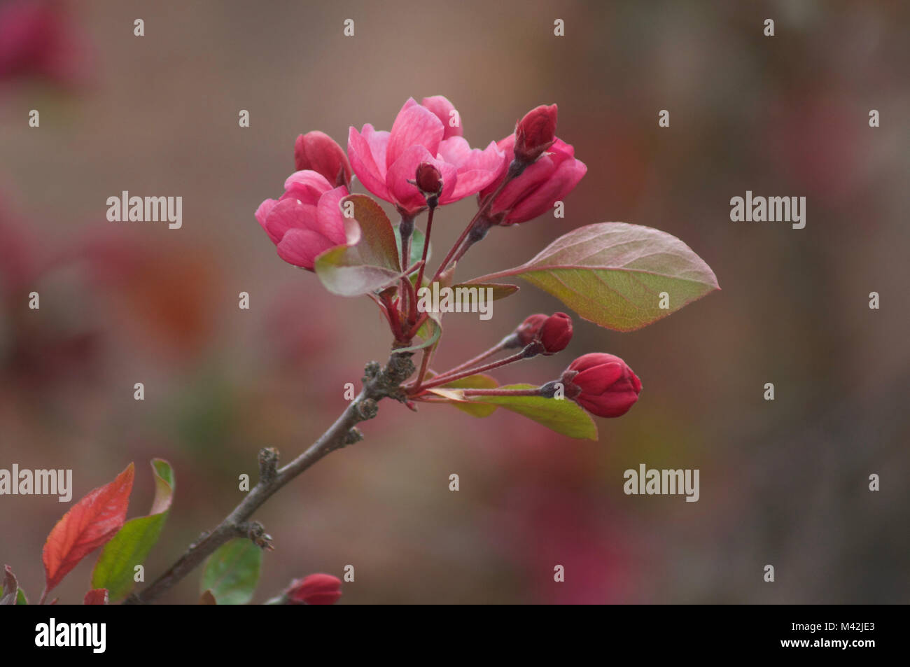 Red Flower Budding Tree Branch Spring has sprung Stock Photo - Alamy