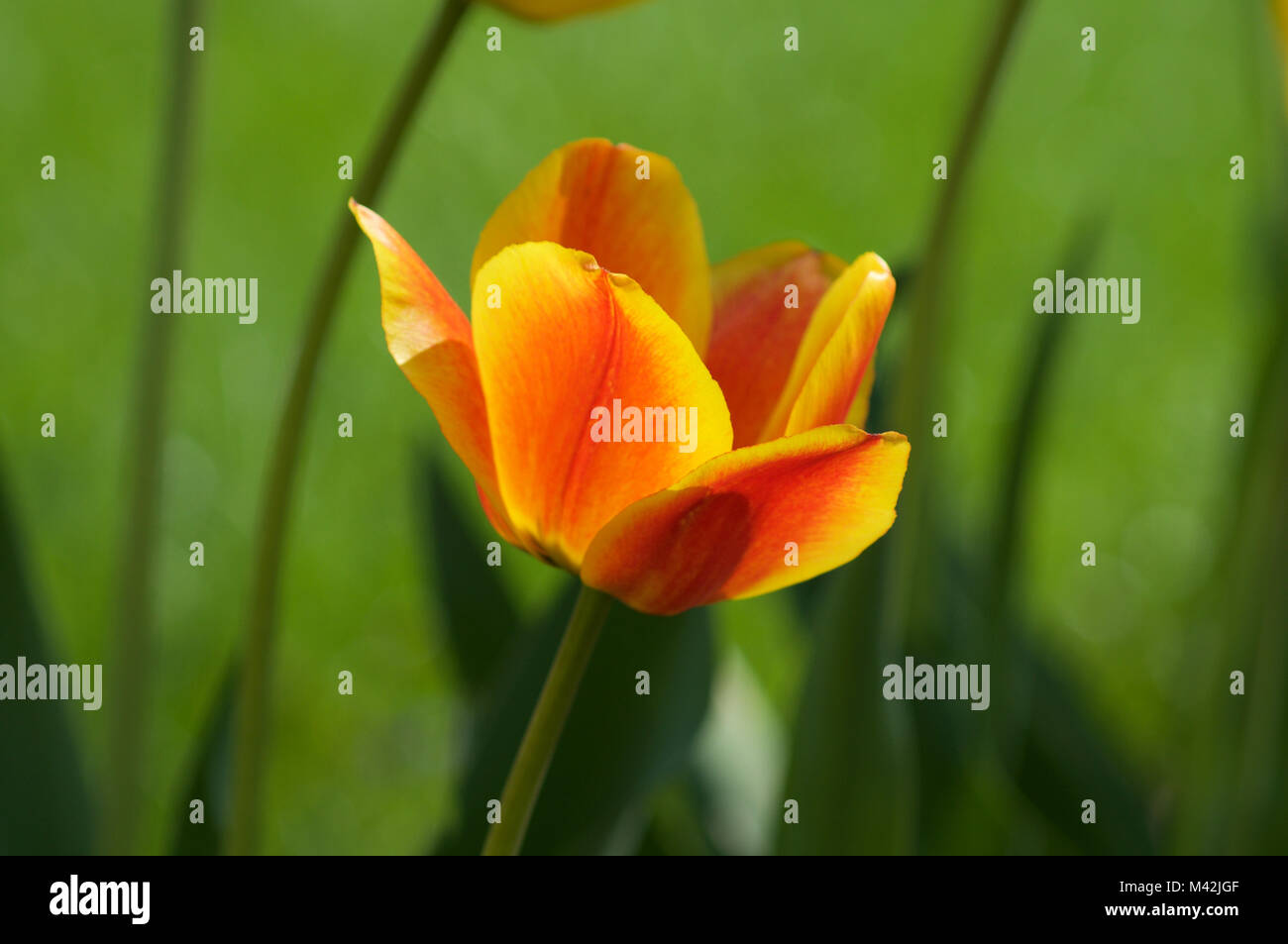 Red Flower Budding Tree Branch Spring has sprung Stock Photo - Alamy