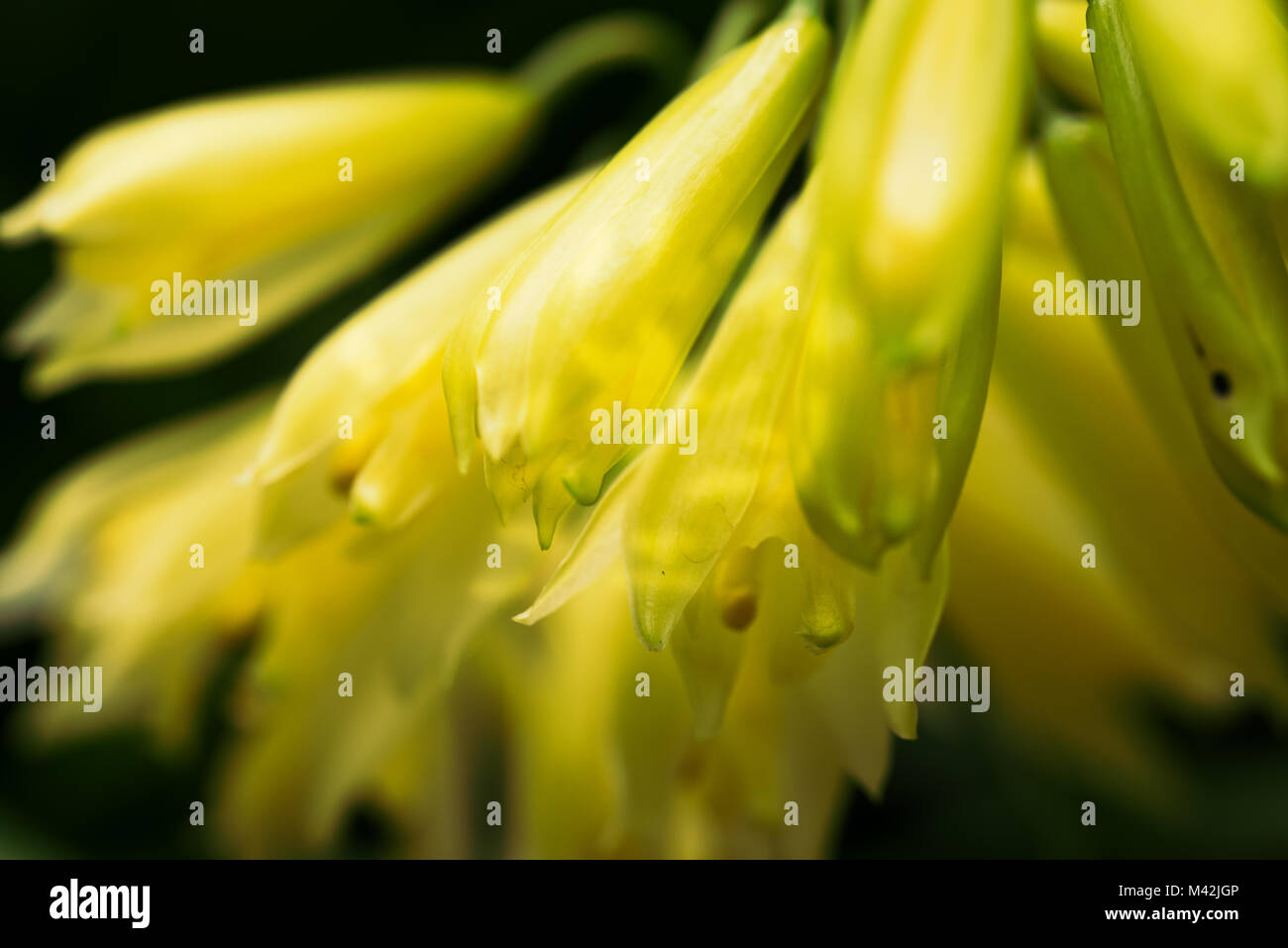 A close-up of yellow petal flower Stock Photo - Alamy