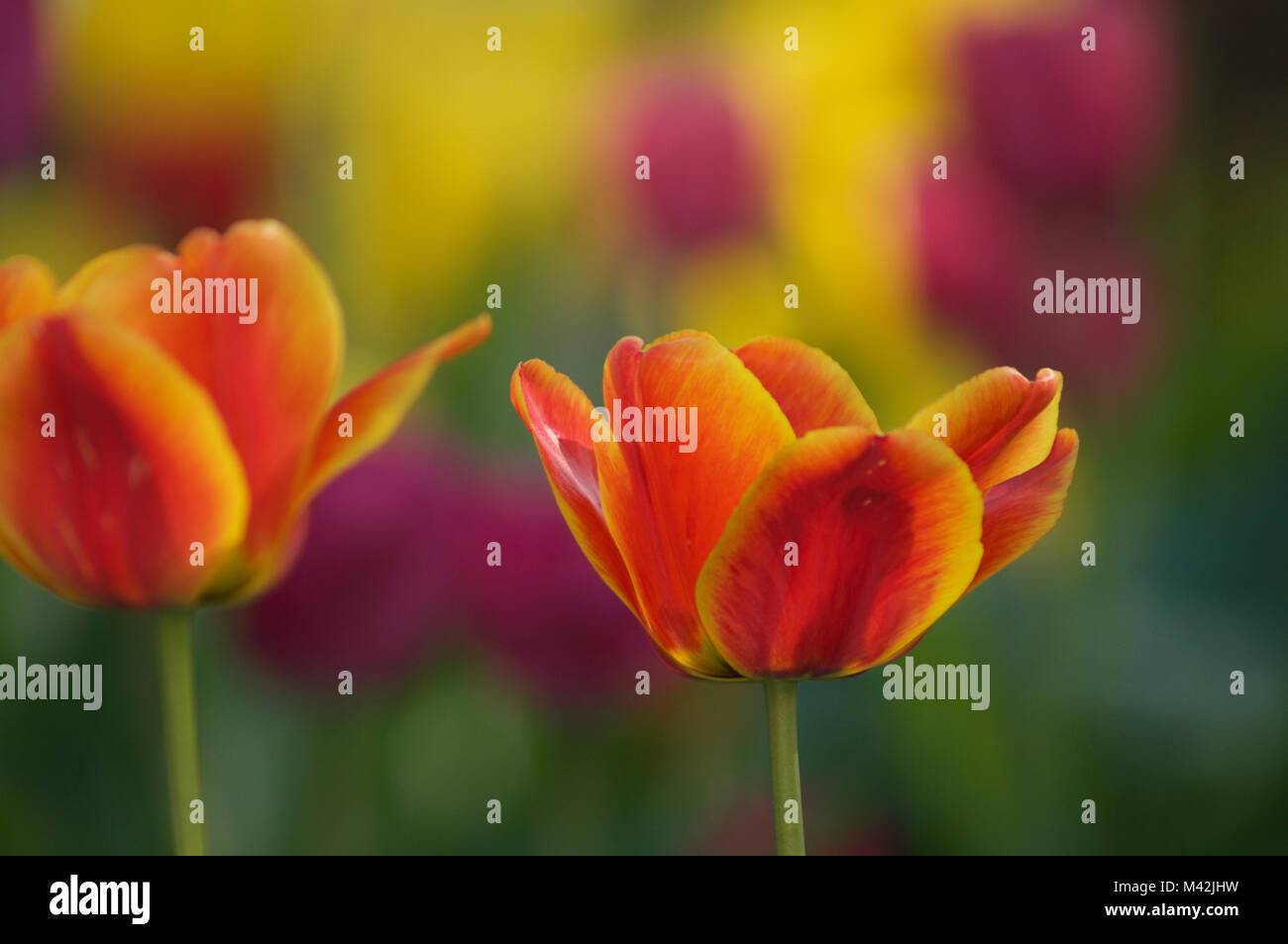 Spring red flower tree branch hi-res stock photography and images - Alamy