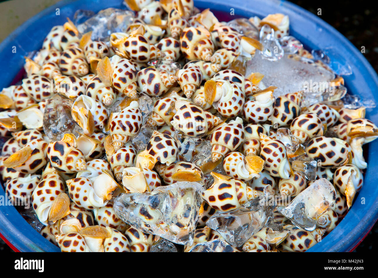 Spotted babylon hi-res stock photography and images - Alamy