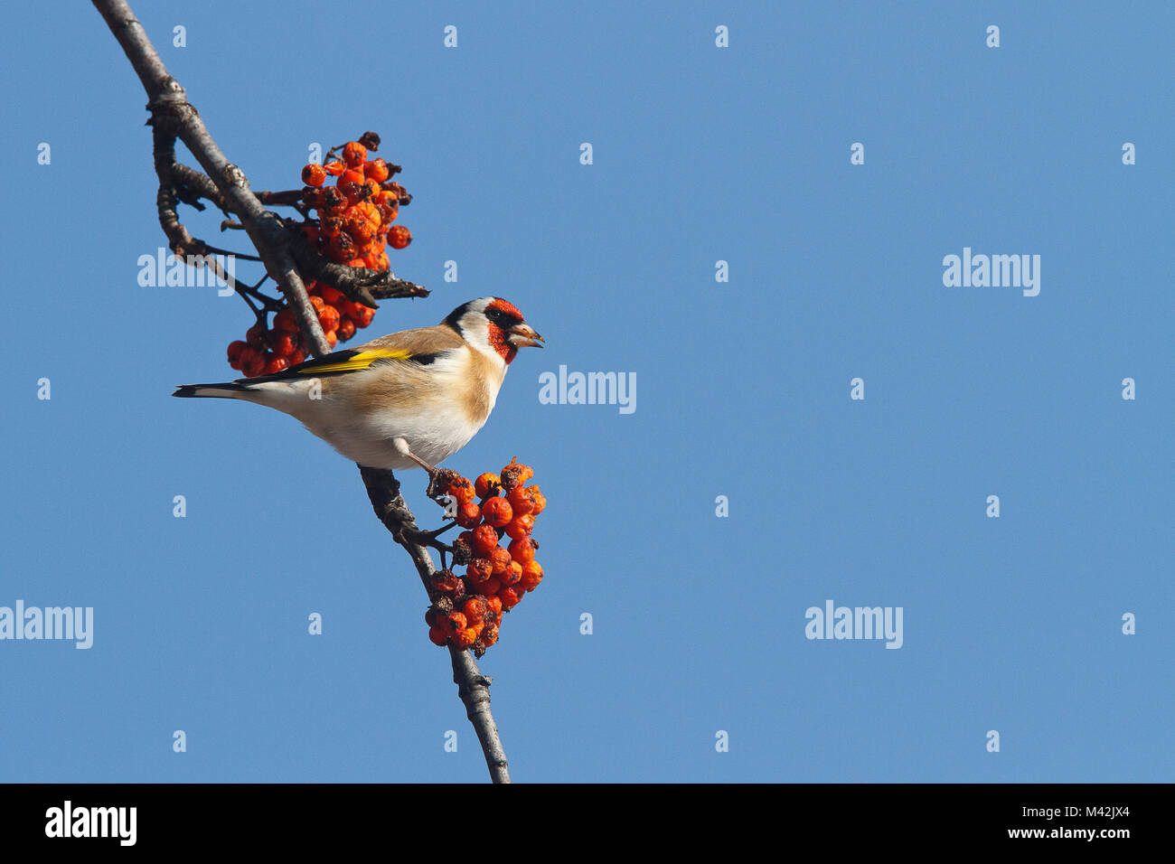 Lombardy, Italy. Goldfinch Stock Photo - Alamy