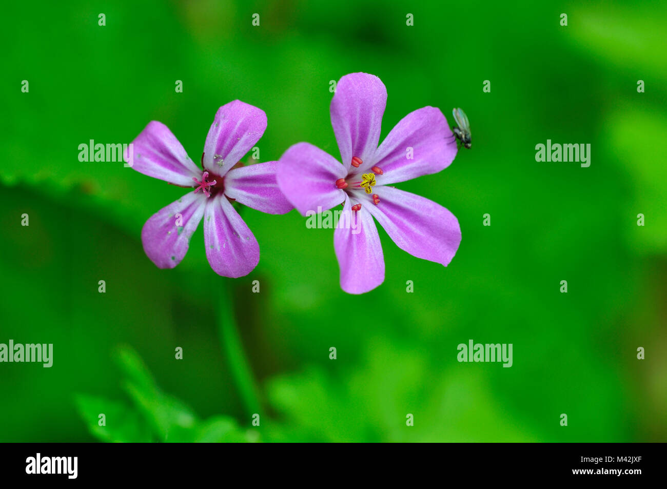 Herb robert flowers Stock Photo - Alamy