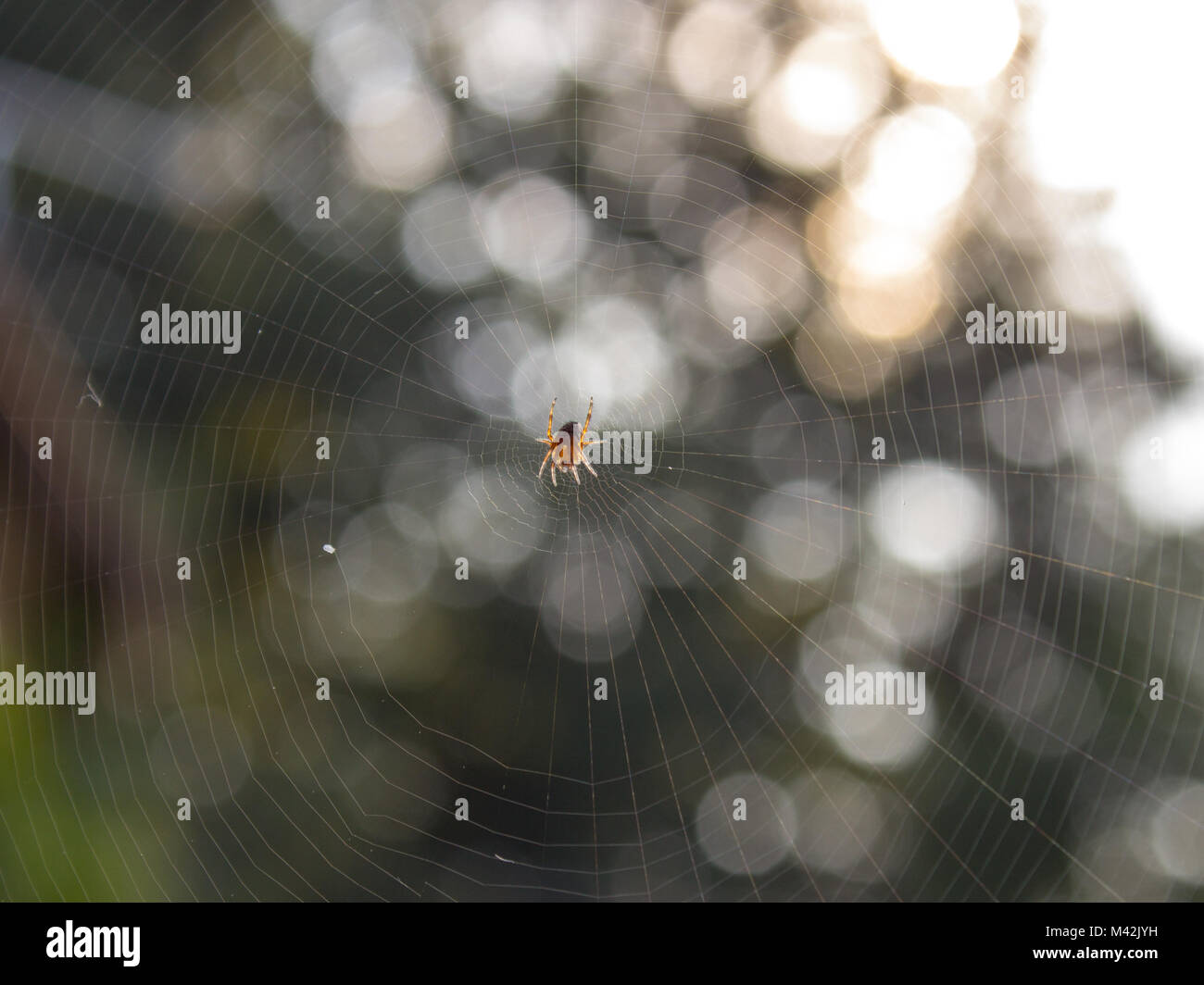 Spider in his home spiderweb at sunrise lurks on his prey Stock Photo ...