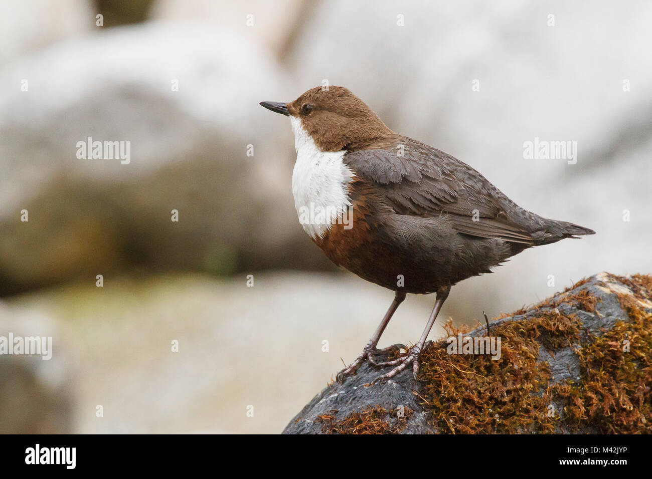 Lombardy, Italy. Dipper Stock Photo - Alamy