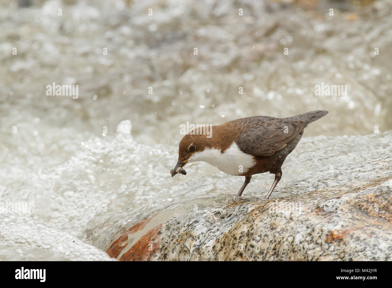 Lombardy, Italy. Dipper Stock Photo - Alamy