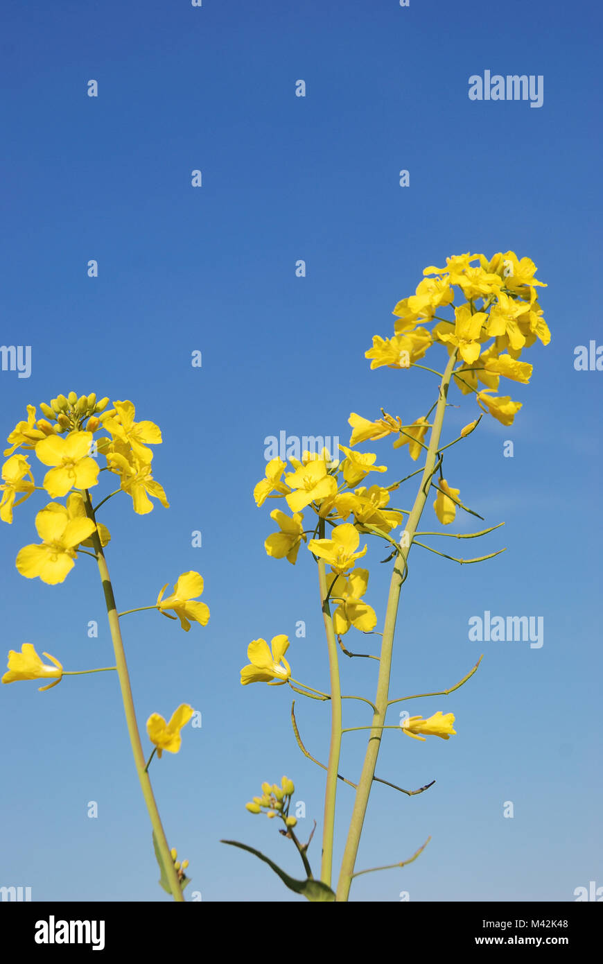 Flower of rape Stock Photo - Alamy
