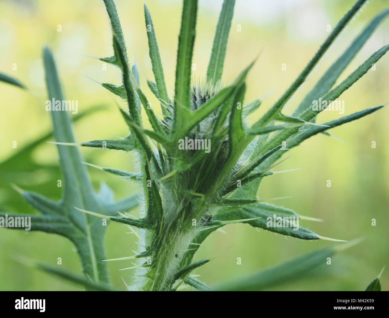 Buds and flowers of Thistle plants. Prickly plant. Close up Stock Photo ...