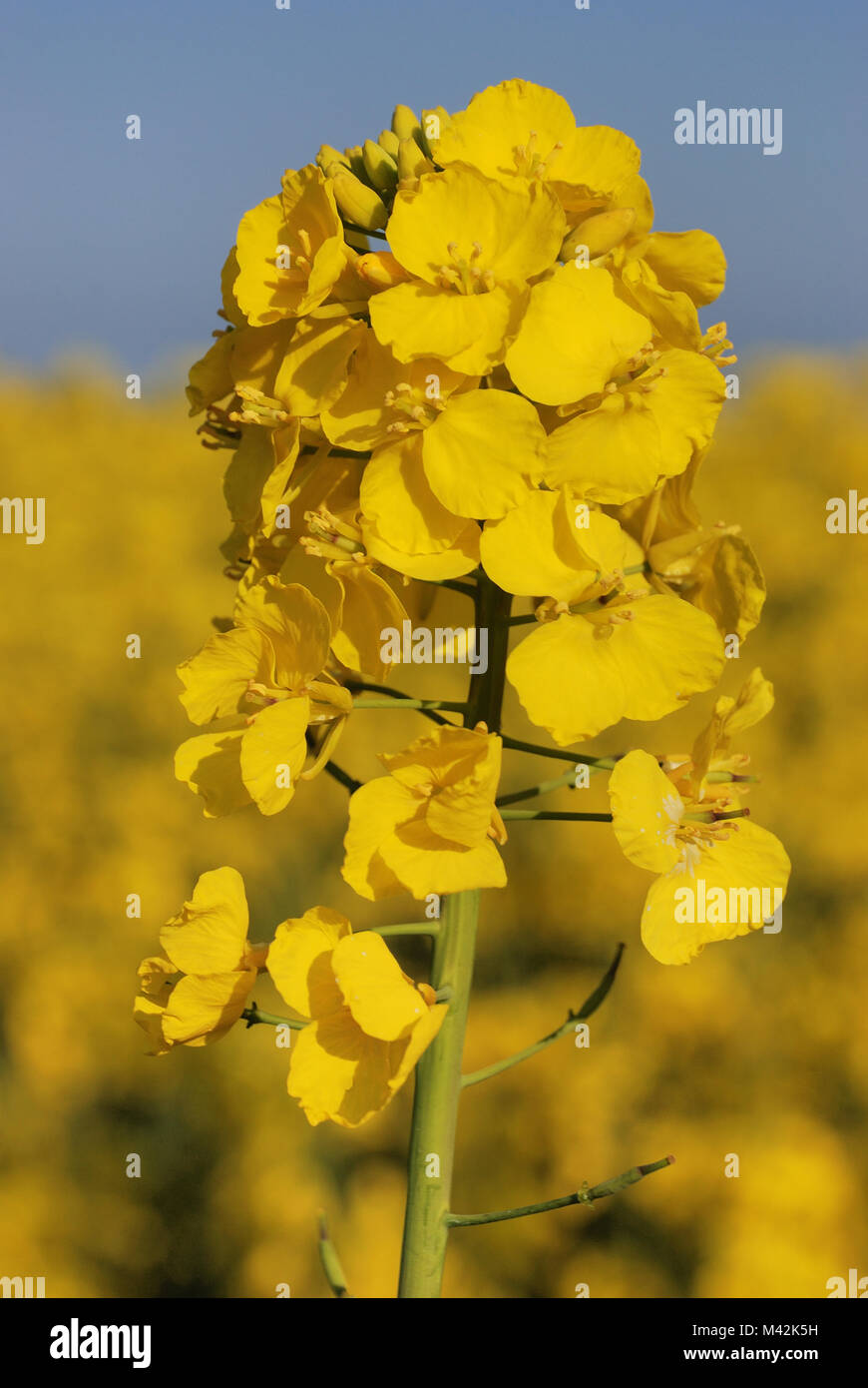 Plante oleagineuse hi-res stock photography and images - Alamy