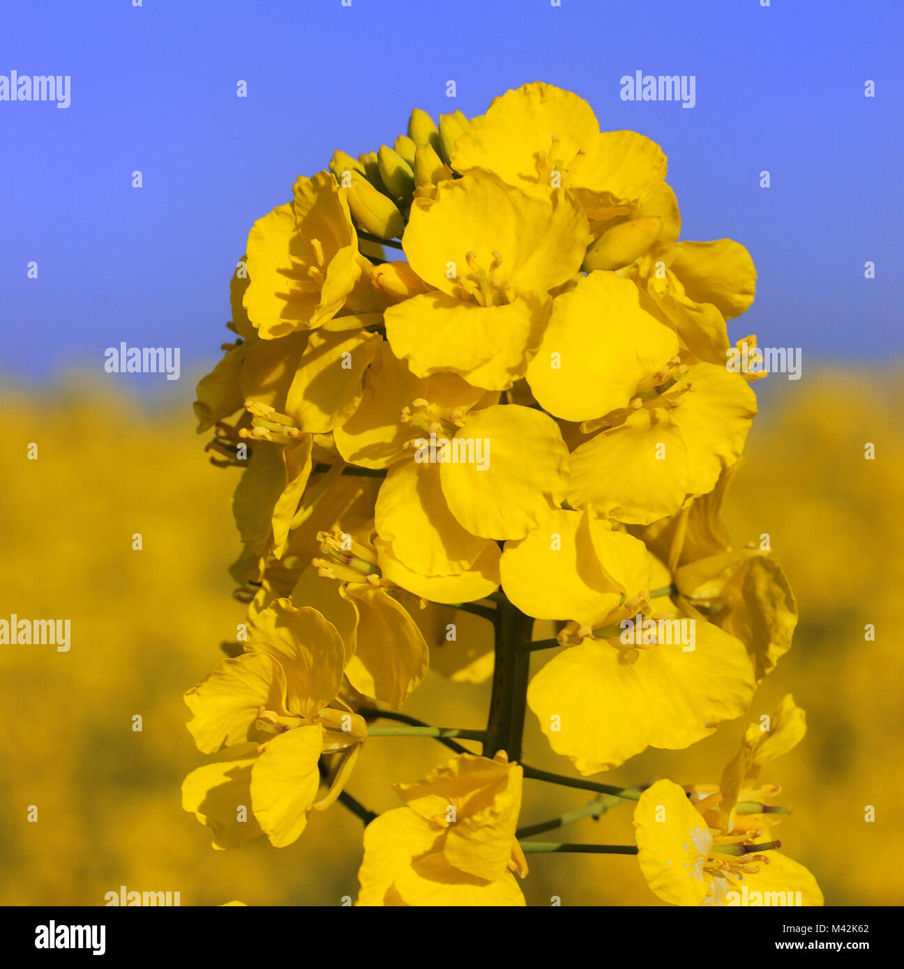 Plante oleagineuse hi-res stock photography and images - Alamy